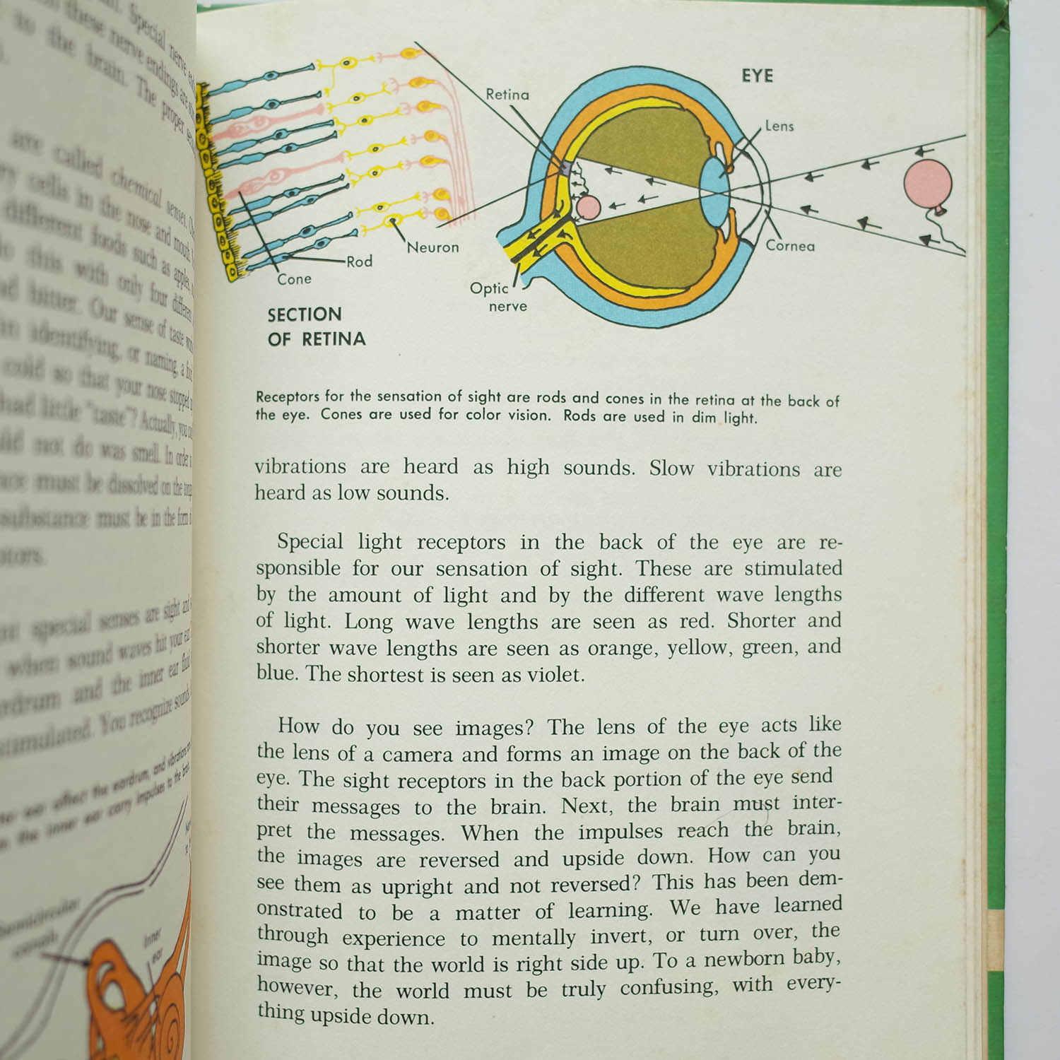 EXPLORING AND UNDERSTANDING THE HUMAN BODY – Tiệm sách Cổ Lỗ Sĩ